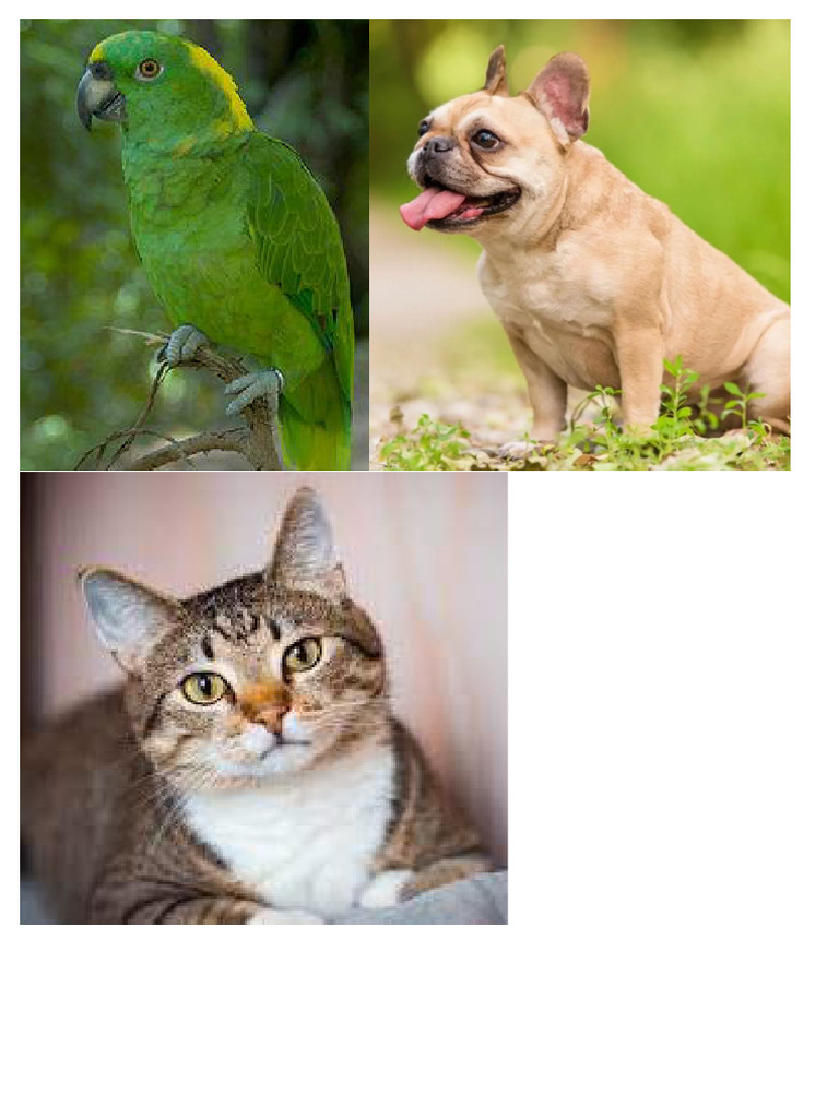 ANIMALES - GRANJA | PDF