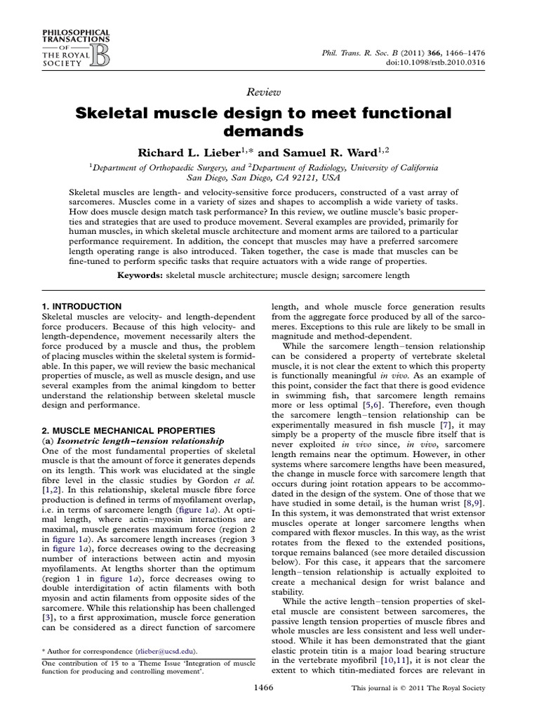 The Mysteries of Eccentric Muscle Action | PDF | Muscle Contraction ...