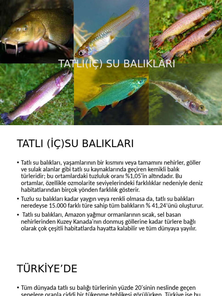 Iç Su Balıkları-1 | PDF