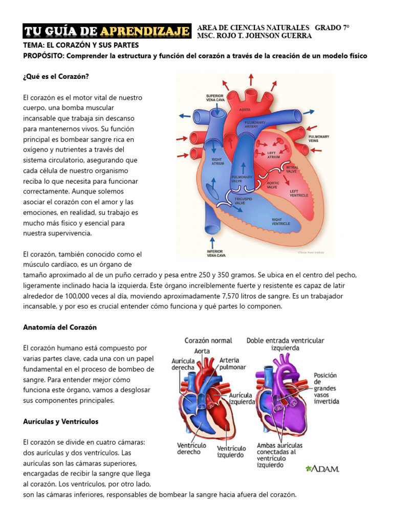 Estructura y Función del Corazón | PDF | Corazón | Ventrículo (corazón)