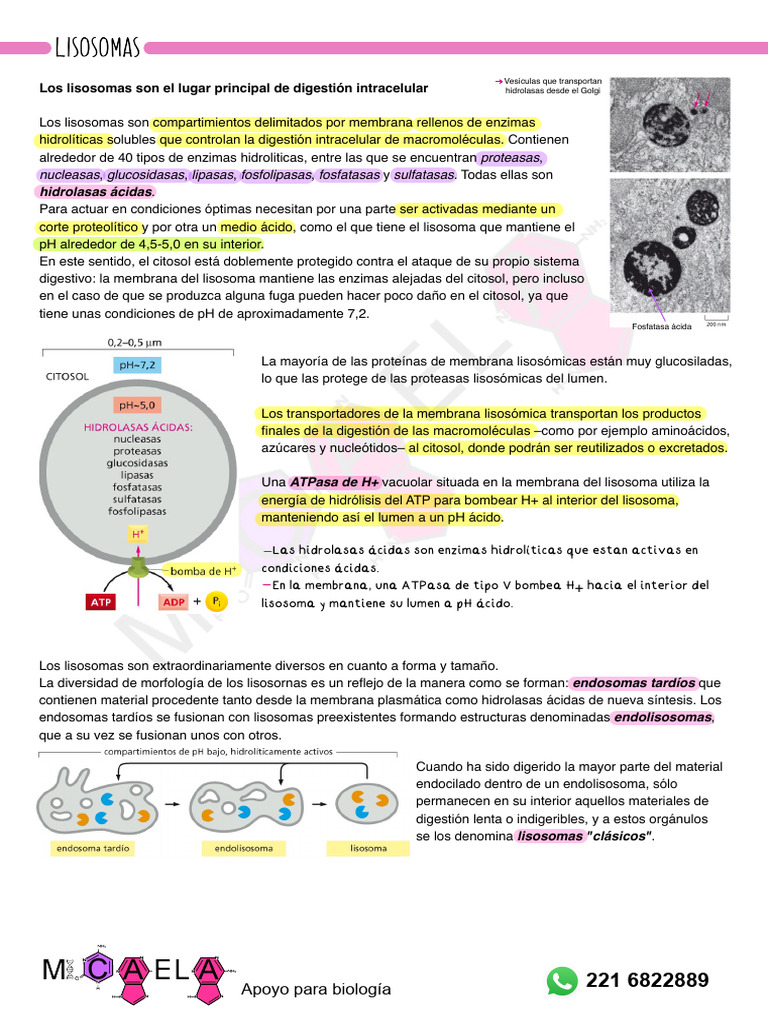 Lisosomas | PDF | Lisosoma | Histología