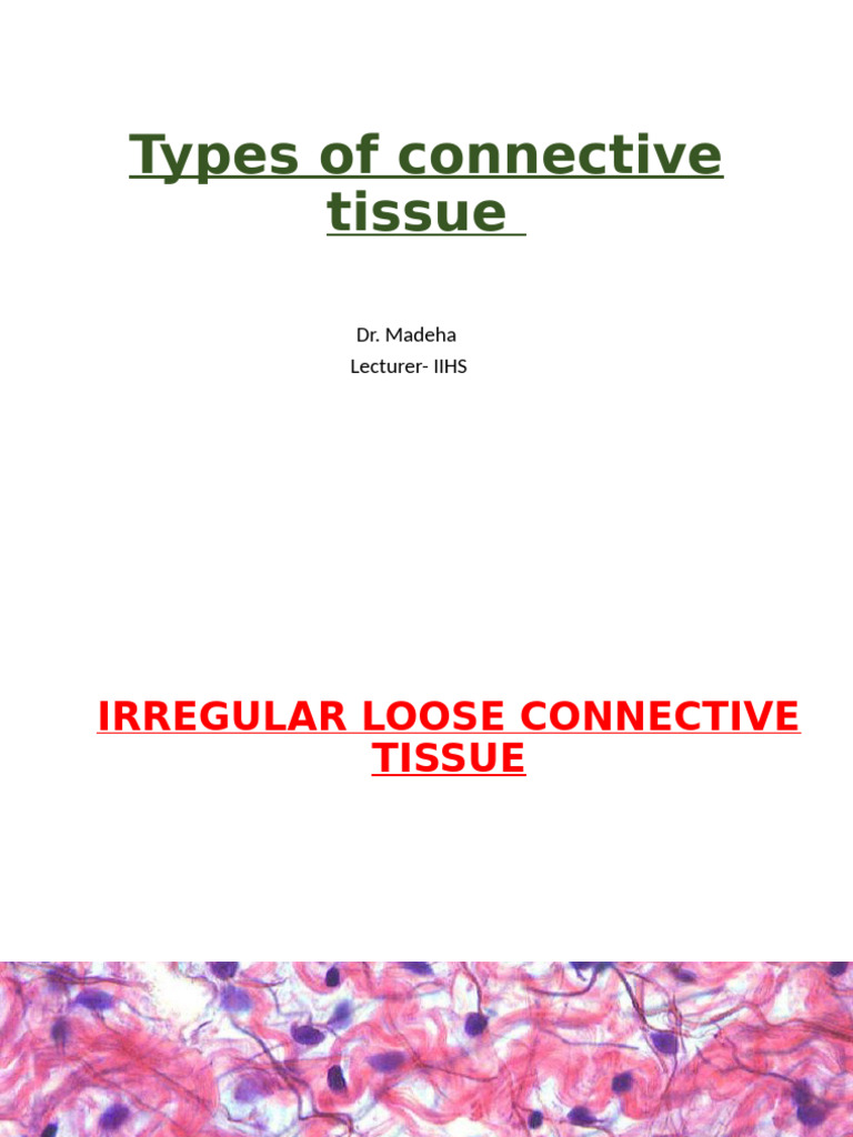 Types of Connective Tissue (Loose, Dense, Regular, Irregular) | PDF