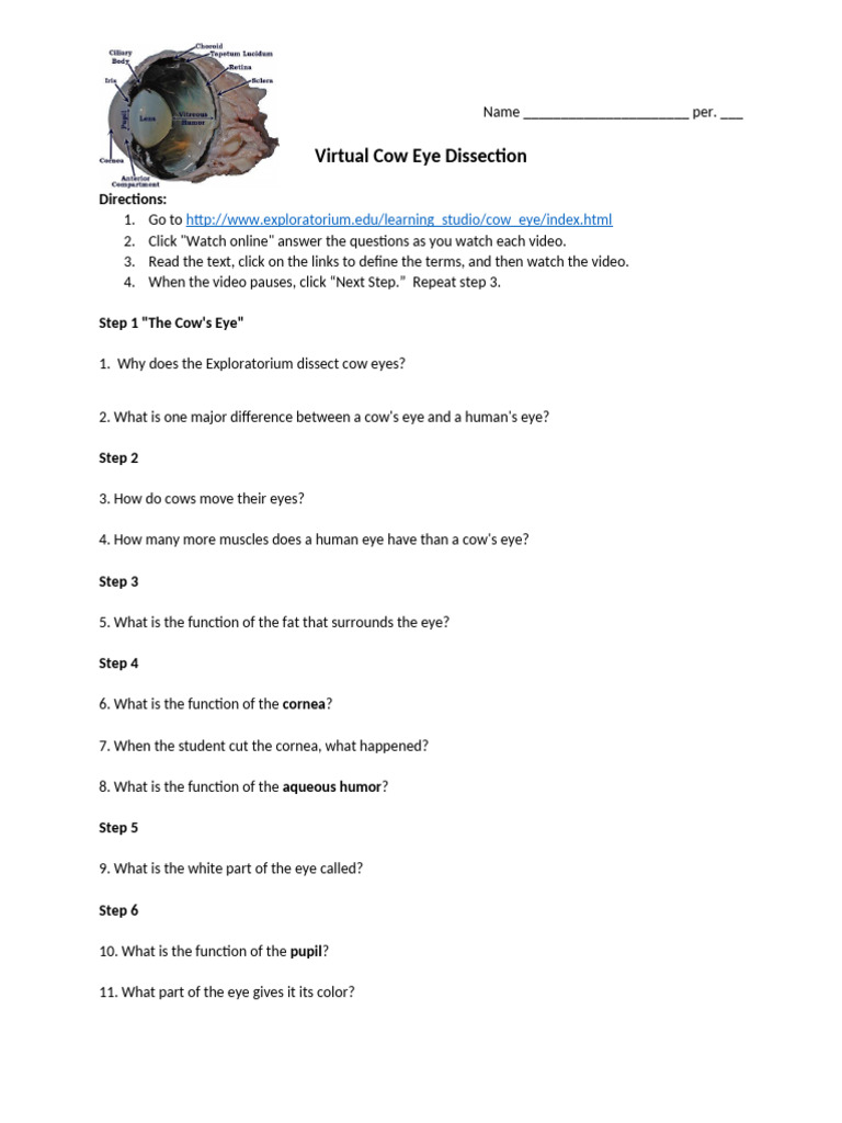 Virtual Cow Eye Dissection Guide | PDF
