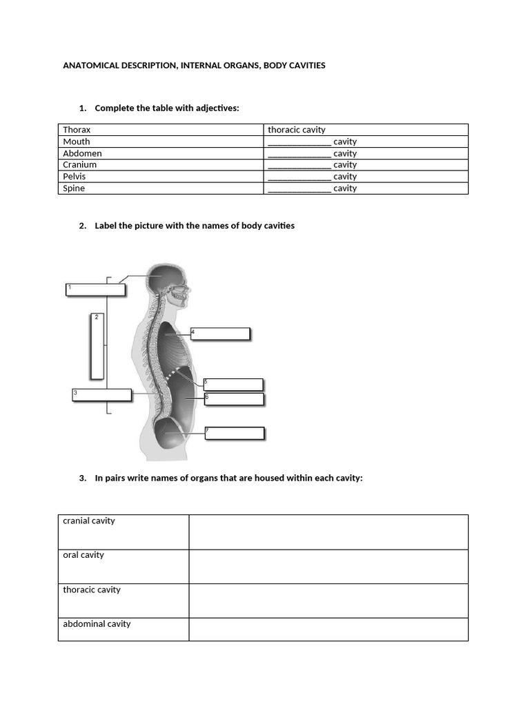 Human Body Cavities and Organs | PDF | Abdomen | Thorax