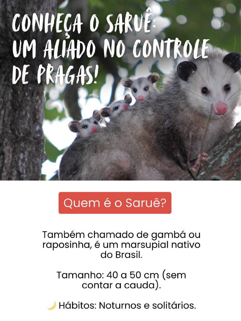 Informativo Saruê | PDF