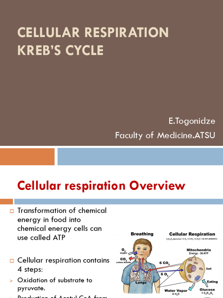 Kreb's Cycle | PDF