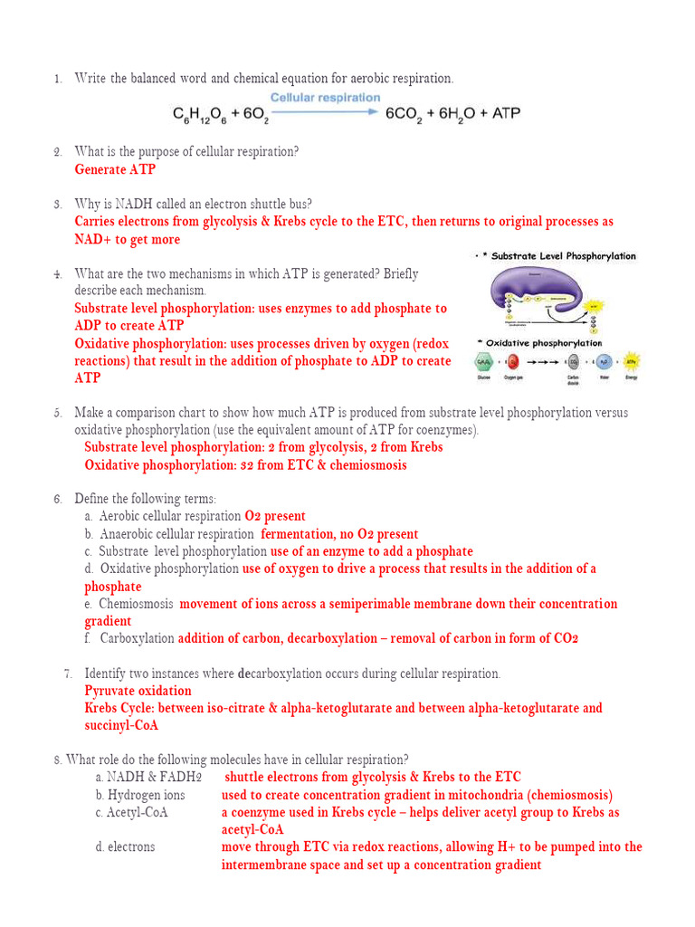 Cellular Respiration Worksheet Answers | PDF | Cellular Respiration ...