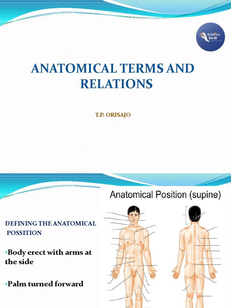 Achilles Drill Anatomical Terms (DEAN) | PDF