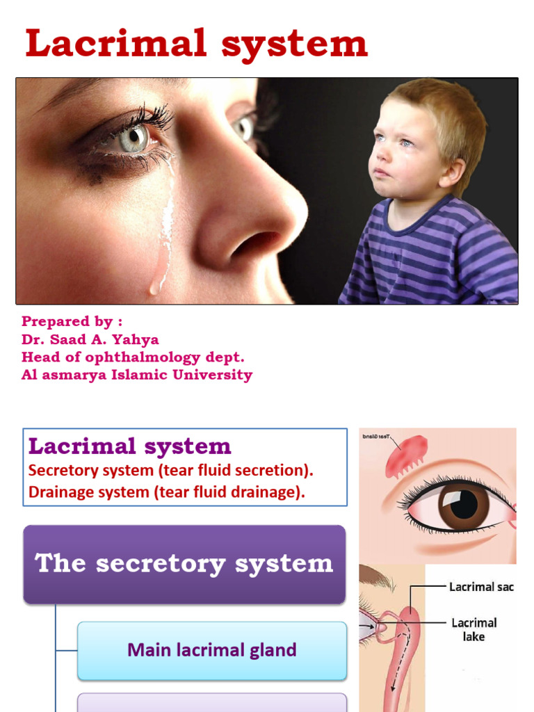 Lacrimal System | PDF | Human Nose | Human Anatomy