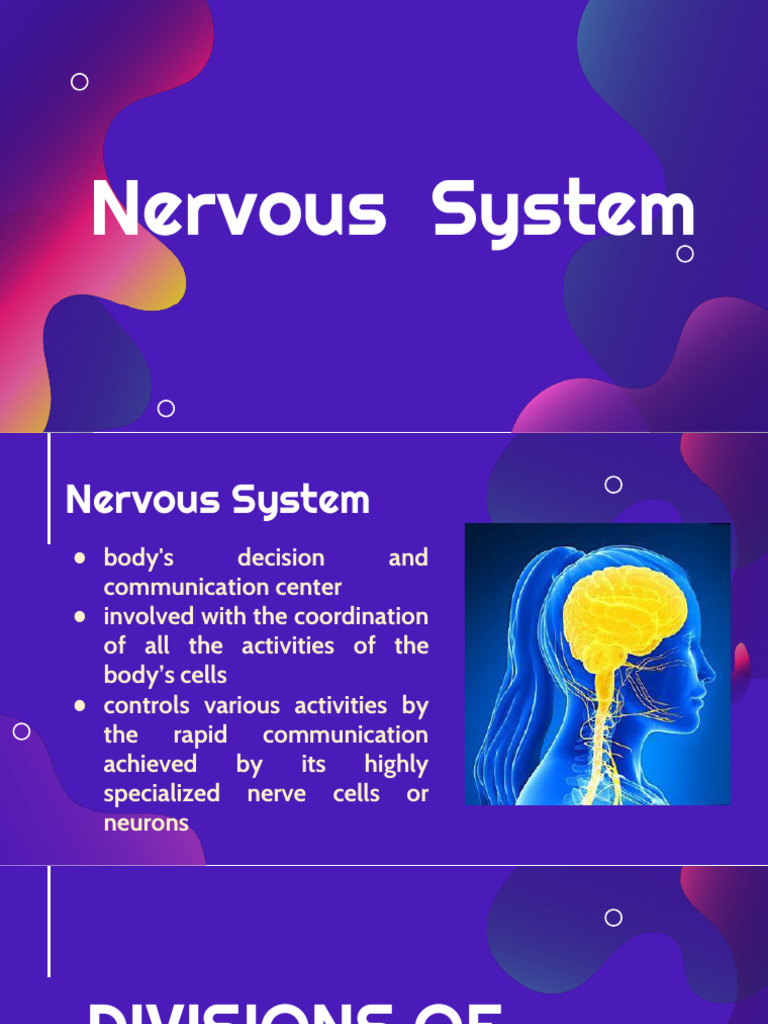 Lesson 5. Nervous System | PDF | Nervous System | Central Nervous System