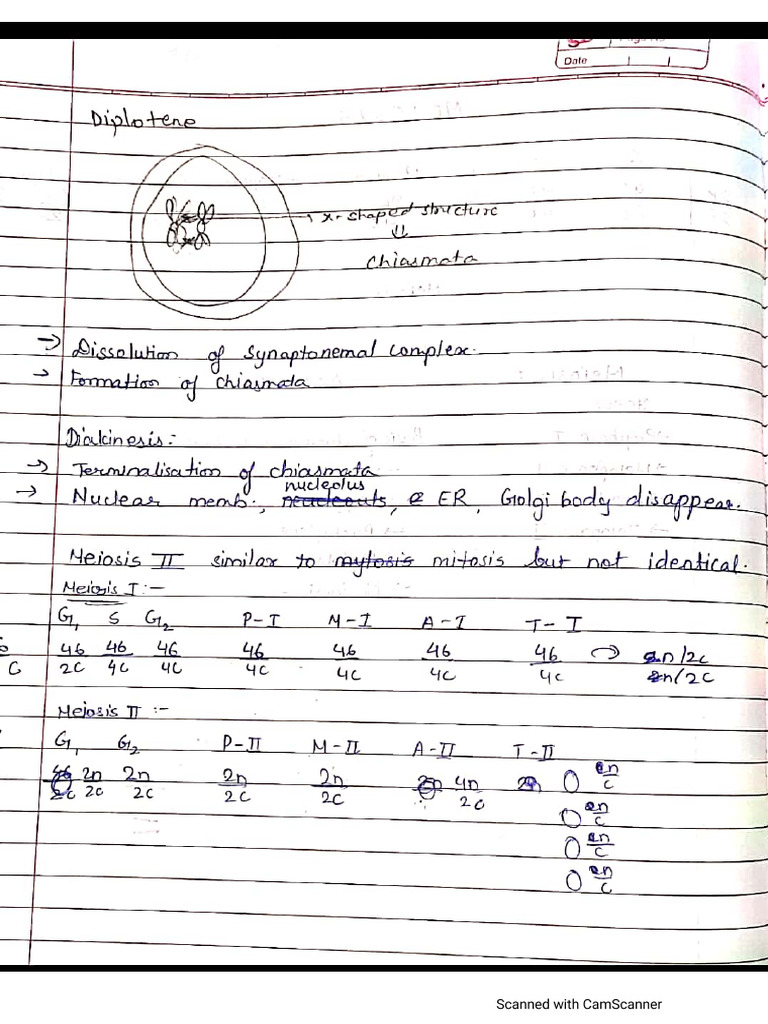 Mitosis & Meiosis | PDF