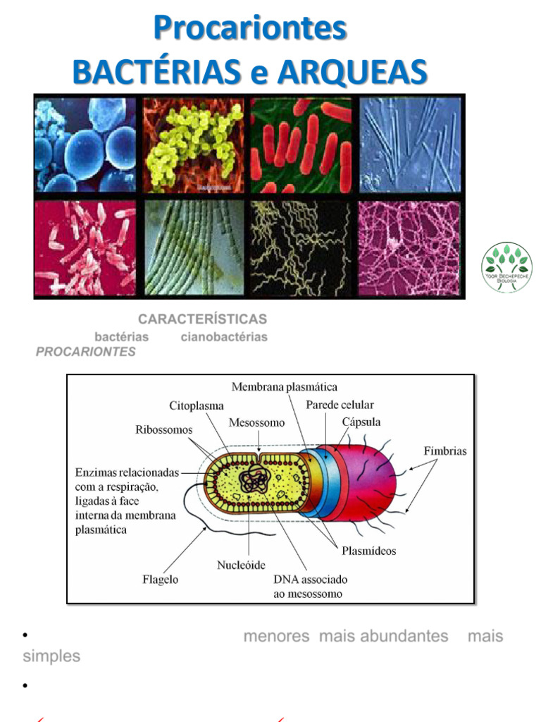 Estrutura e Função das Bactérias | PDF | Bactérias | Célula (Biologia)