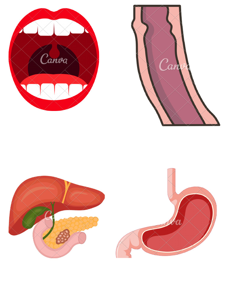 Inside the Digestive System Journey | PDF | Human Digestive System ...