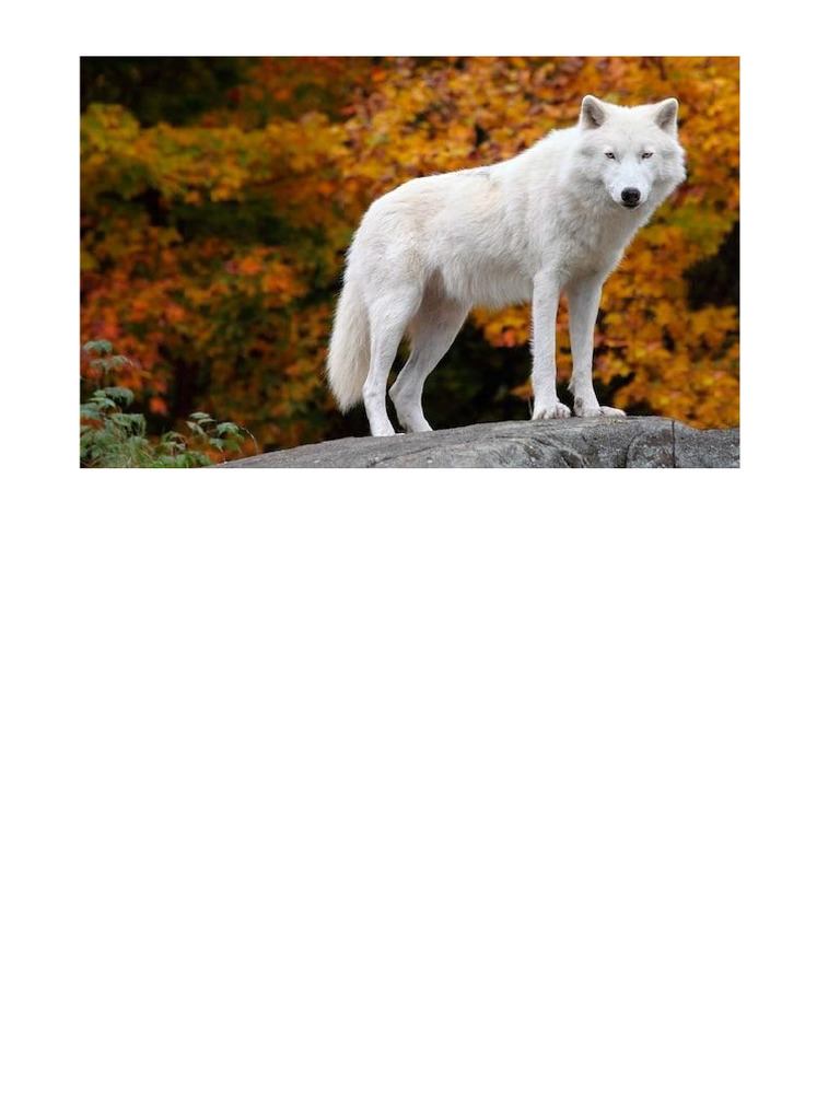 Lobo Blanco | PDF