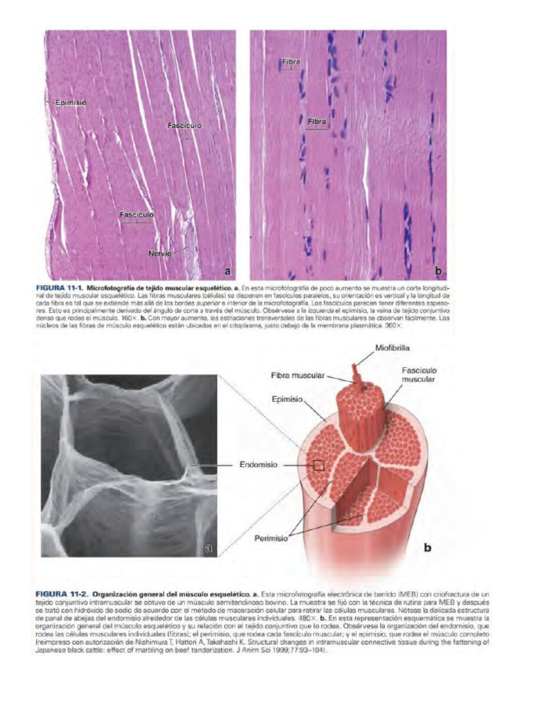 Cortes Histológicos de Tejido Muscular | PDF