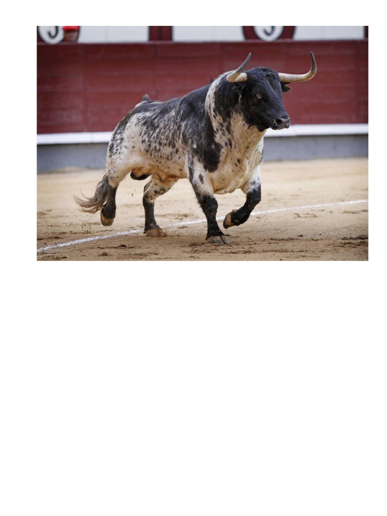 Toro Crema | PDF