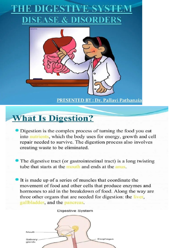 Digestive System | PDF