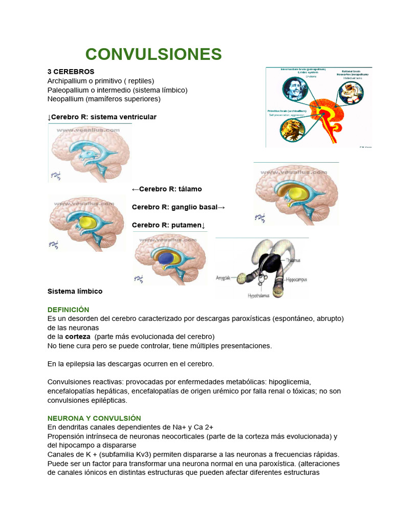 Convulsiones: Tipos, Causas y Diagnóstico | PDF | Epilepsia | Cerebro
