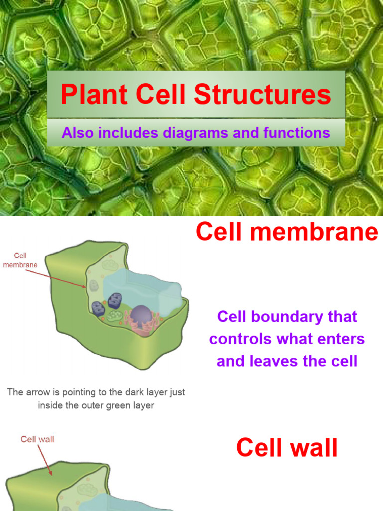 Plant Cell Structures | PDF | Cell (Biology) | Endoplasmic Reticulum