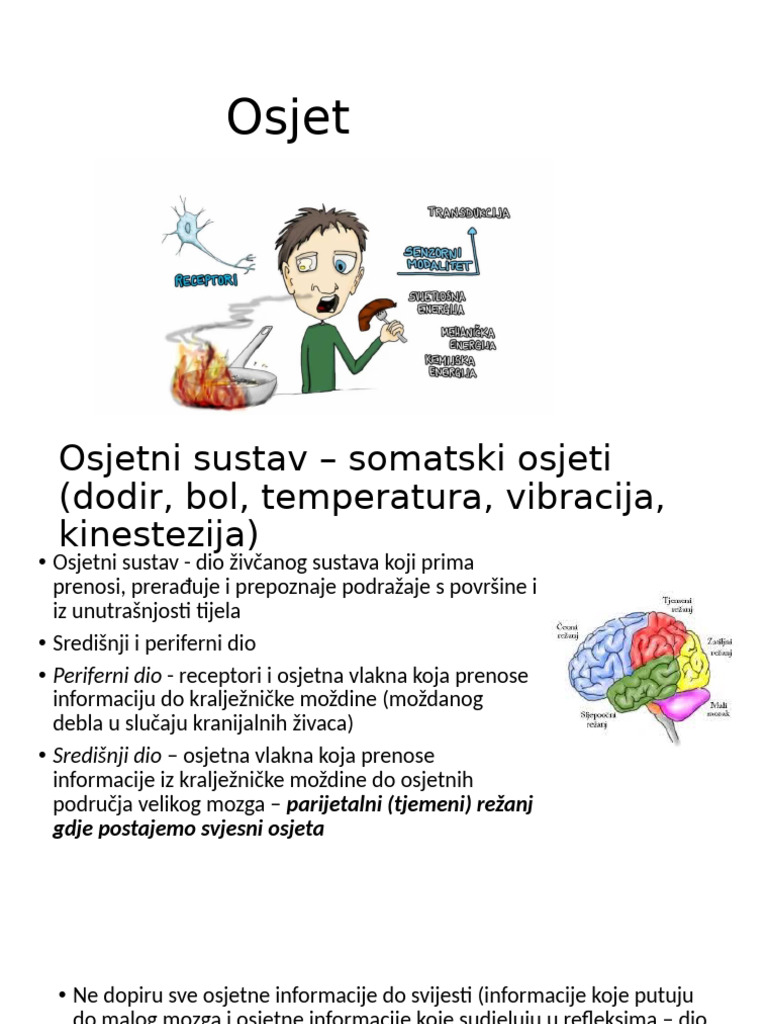 Osjet (1) | PDF