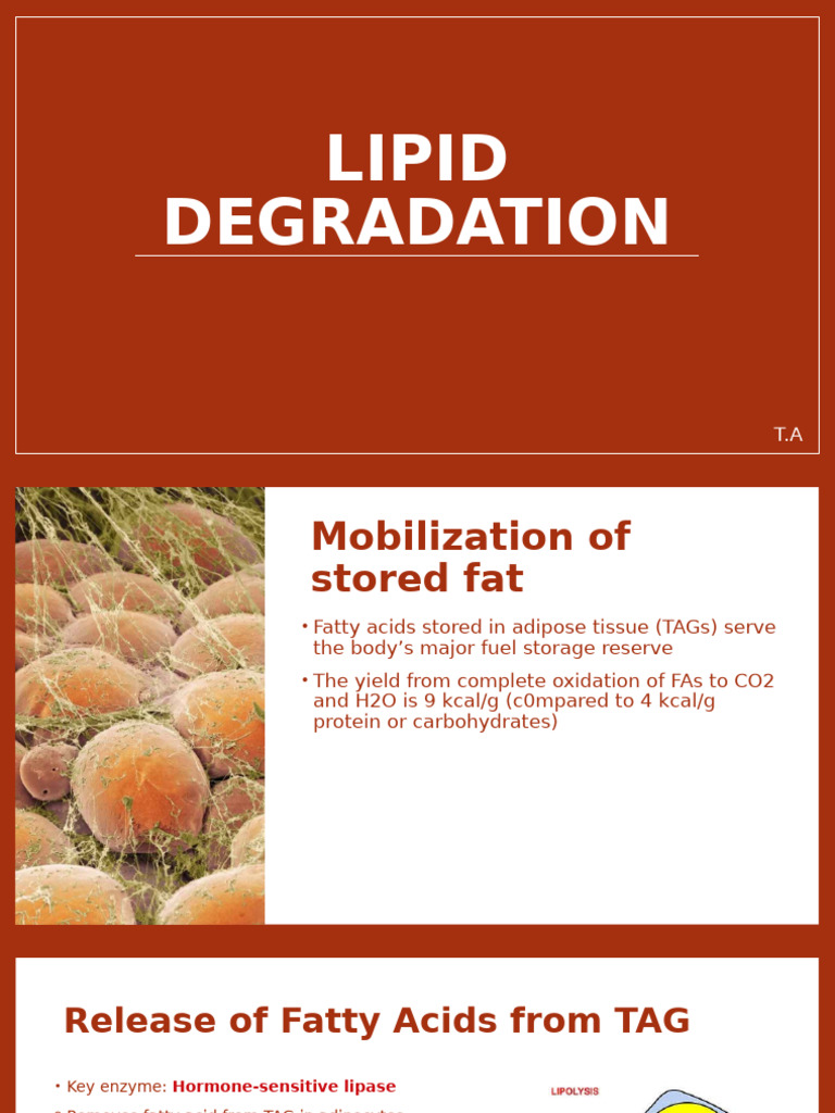 5. Lipid Degradation | PDF | Fatty Acid | Mitochondrion