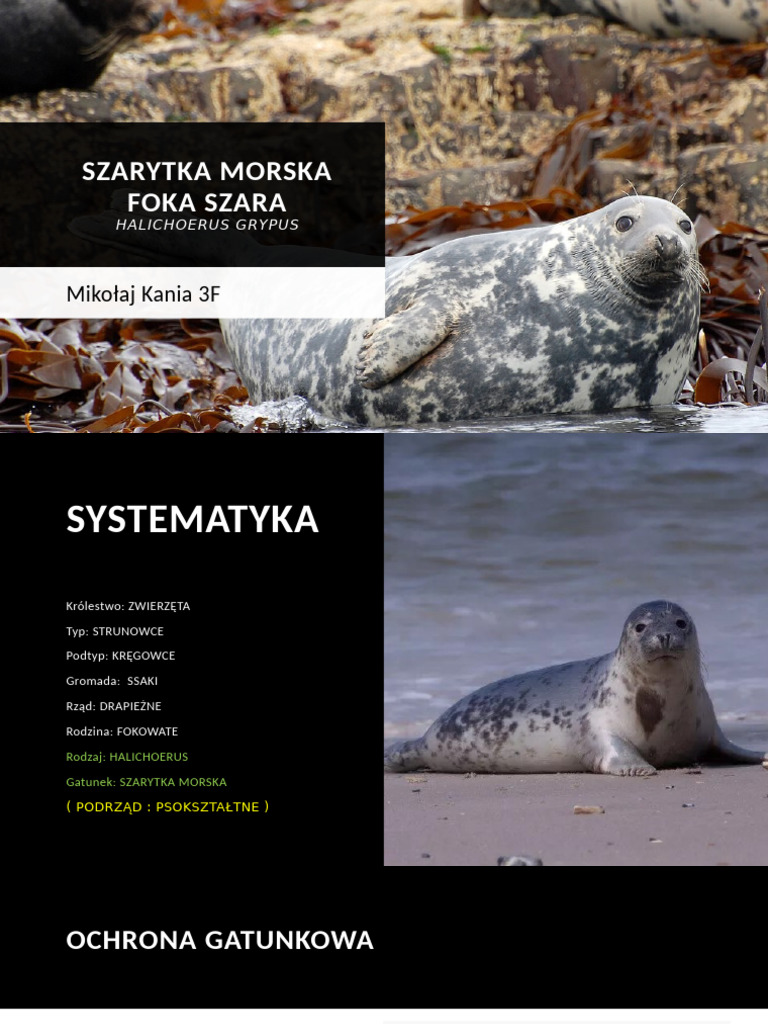 Foka Szara | PDF