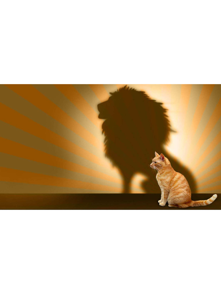 Gato X Leao | PDF