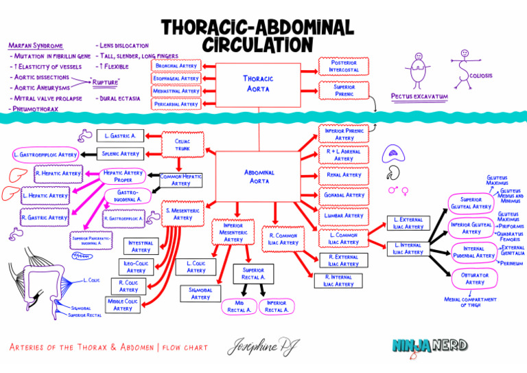 Arteries Of The Thorax Abdomen Flow Chart 1 Atf Pdf