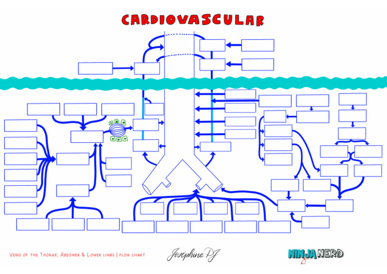 Veins of the Thorax, Abdomen & Lower Limbs Flow Chart Atf | PDF