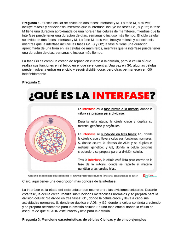 Fases del Ciclo Celular y Mitosis | PDF | Mitosis | Replicación De Adn