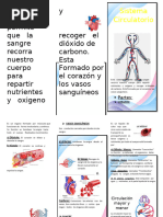 Triptico Sistema Circulatorio | PDF | Sangre | Corazón