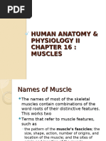 Prime Movers of Major Muscle Actions | PDF | Anatomical Terms Of Motion ...