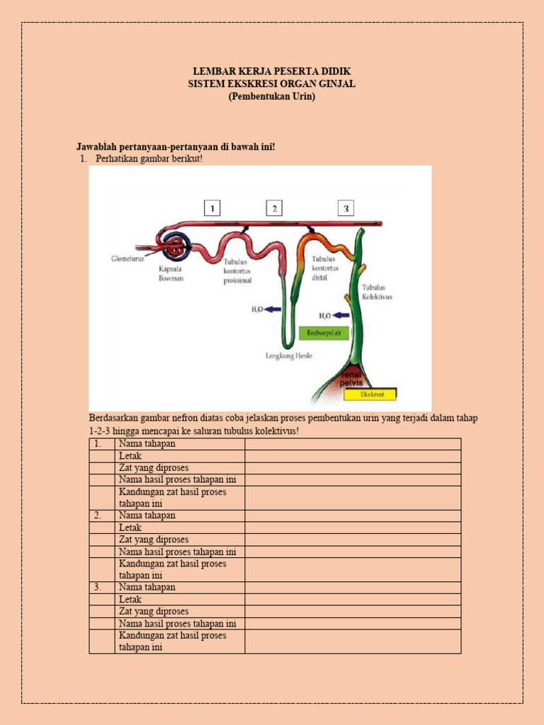 Proses Pembentukan Urin dan Batu Ginjal | PDF