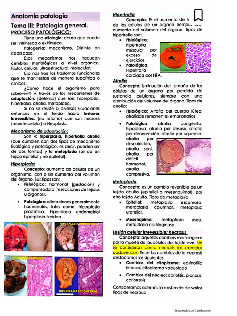 Anat. Pat. 1 Repaso Completo | PDF