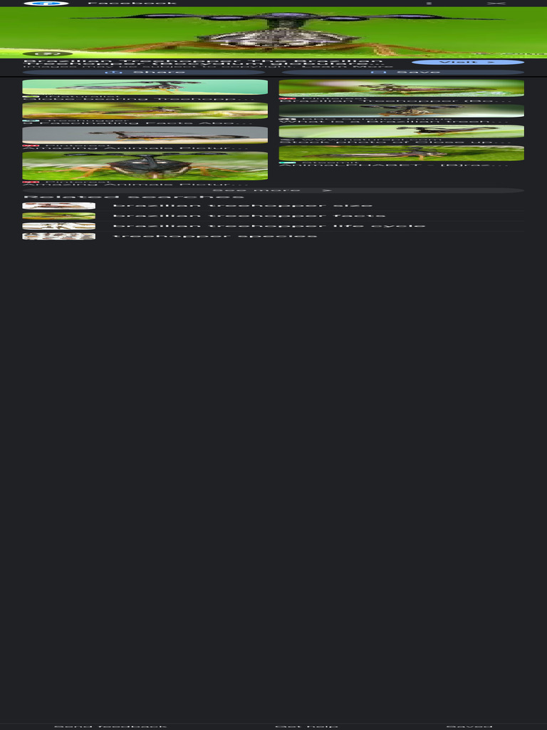 Brazilian Treehopper Facts and Lifecycle | PDF