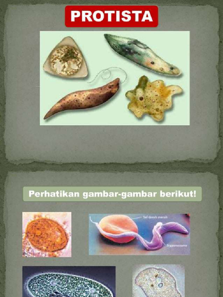 Kingdom Protista | PDF