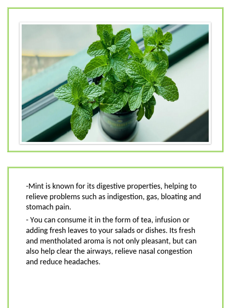 Mint Plant | PDF
