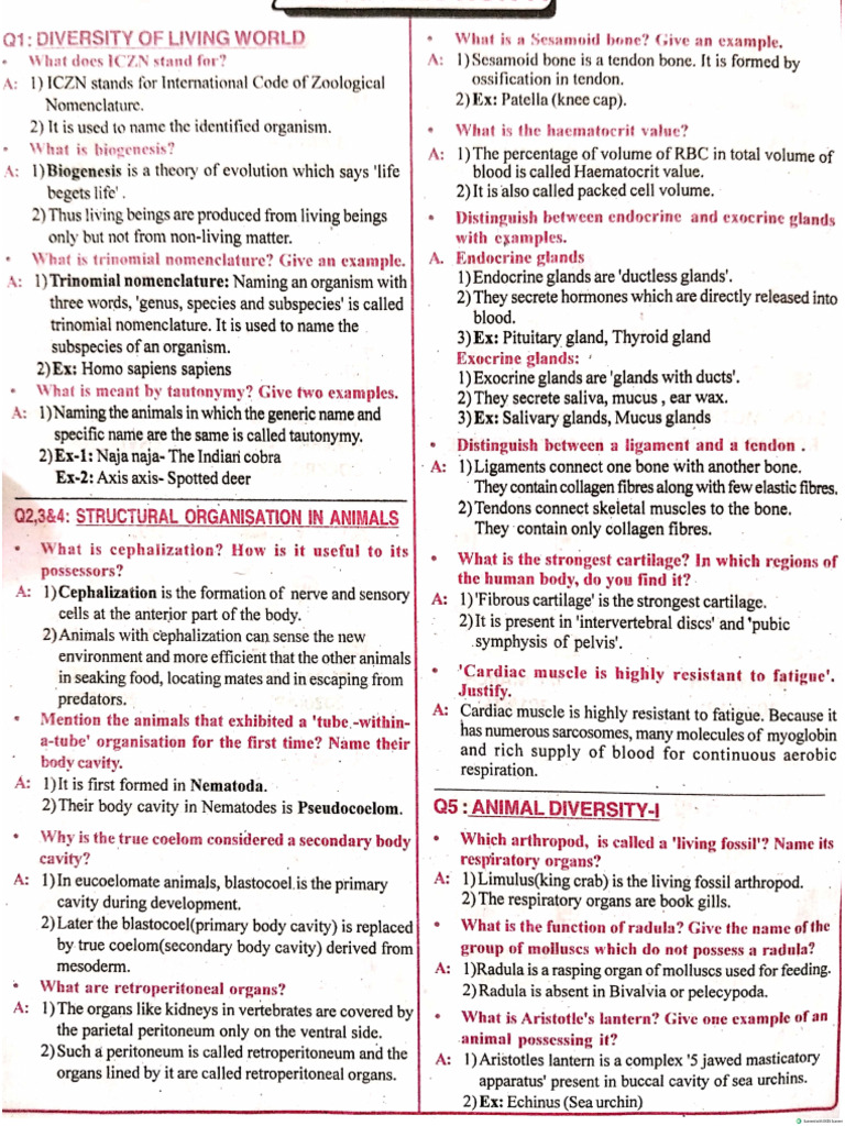 2 Marks Zoo | PDF