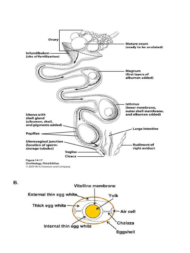 Egg Formation | PDF