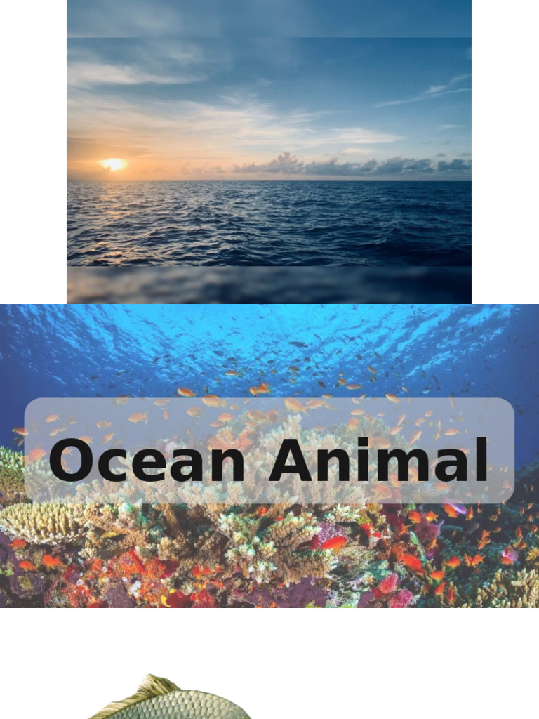 Ocean Animal | PDF