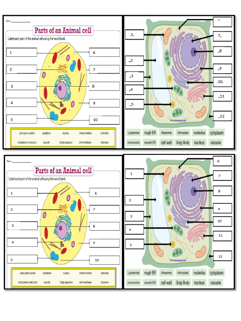 Label The Cell Activity Sheet | PDF
