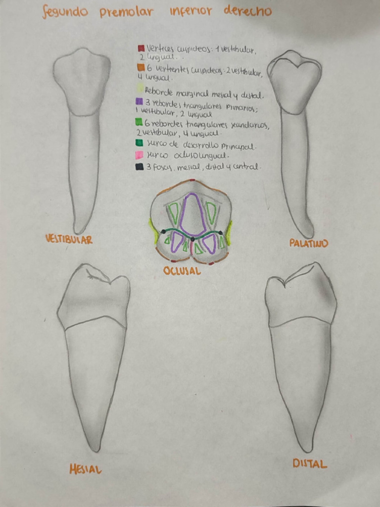 Dibujo 2° Premolar Inferior | PDF