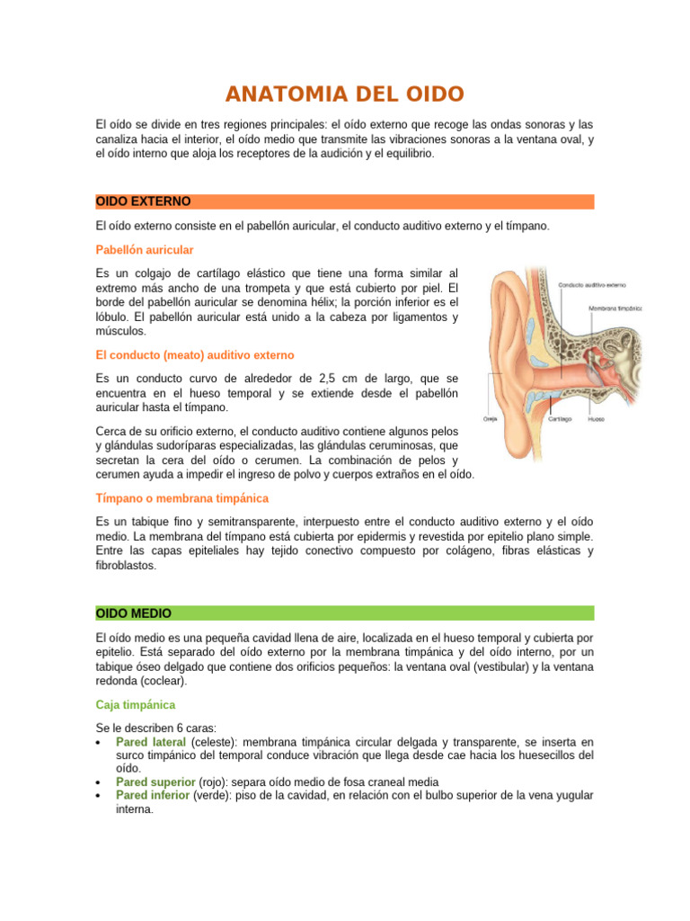 ANATOMIA DEL OIDO | PDF | Oído | Cabeza y cuello humanos