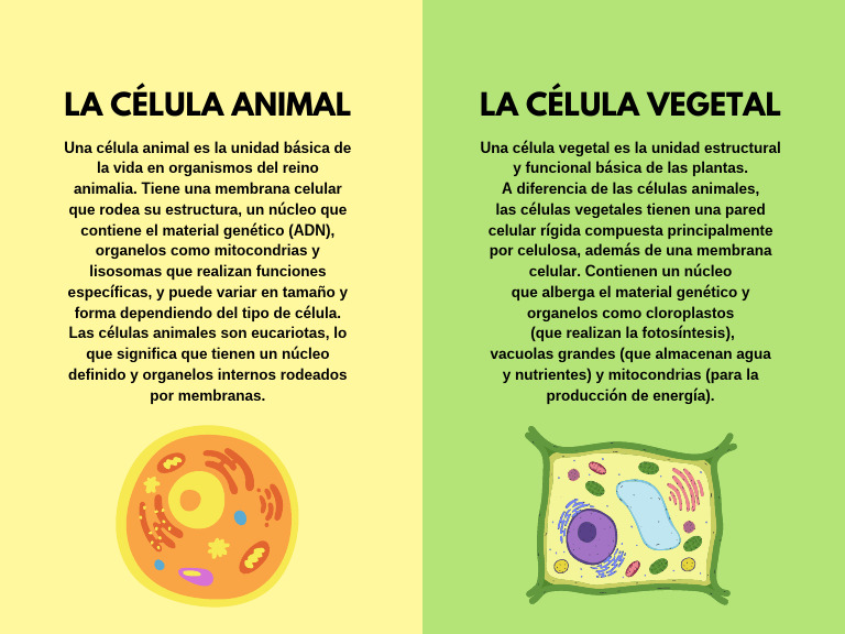 Diferencia Entre Celula Vegetal Y Animal Pin En Celulas Eucariotas