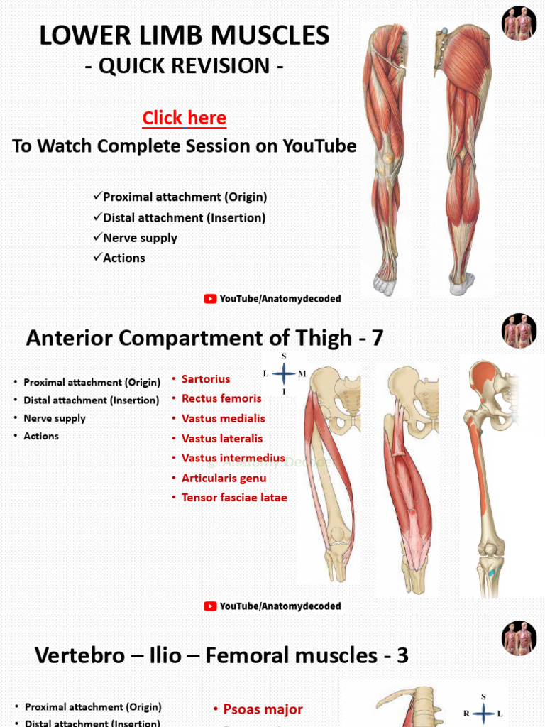 Lower Limb Muscles Overview | PDF | Human Leg | Foot