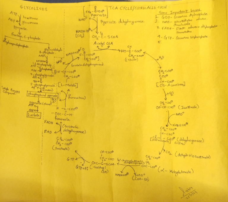 TCA Cycle | PDF