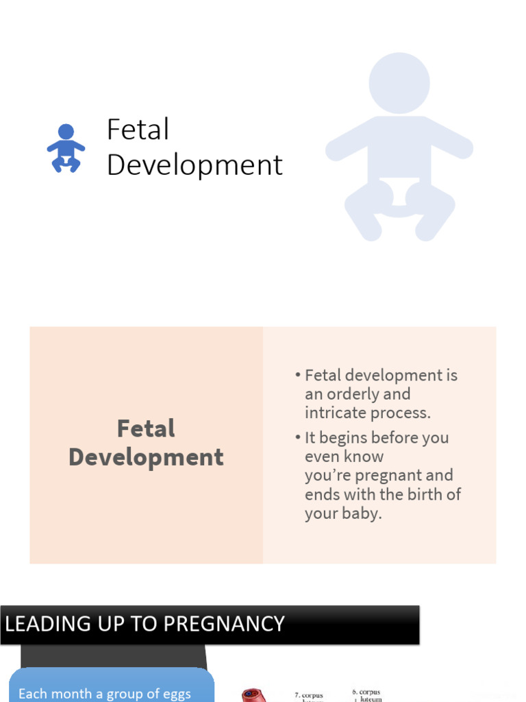Fetal Development Updated 3-19-2023 | PDF | Menstrual Cycle | Ovary