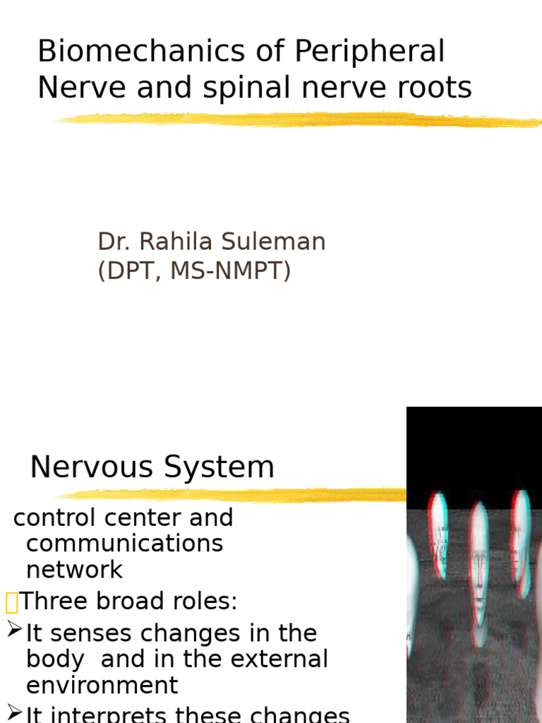 Biomechanics of Perepheral and Spinal Nerve Roots-1 | PDF | Spinal Cord ...