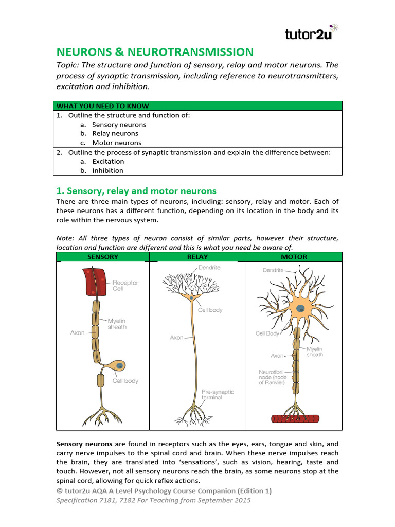 A-Level Psychology: Neurons & Synapses | PDF | Chemical Synapse | Neuron