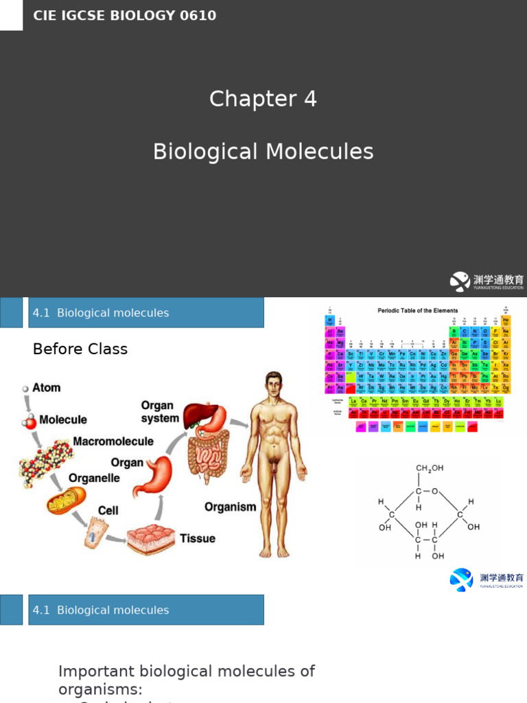 0610-4.biological Molecules | PDF | Carbohydrates | Biomolecules